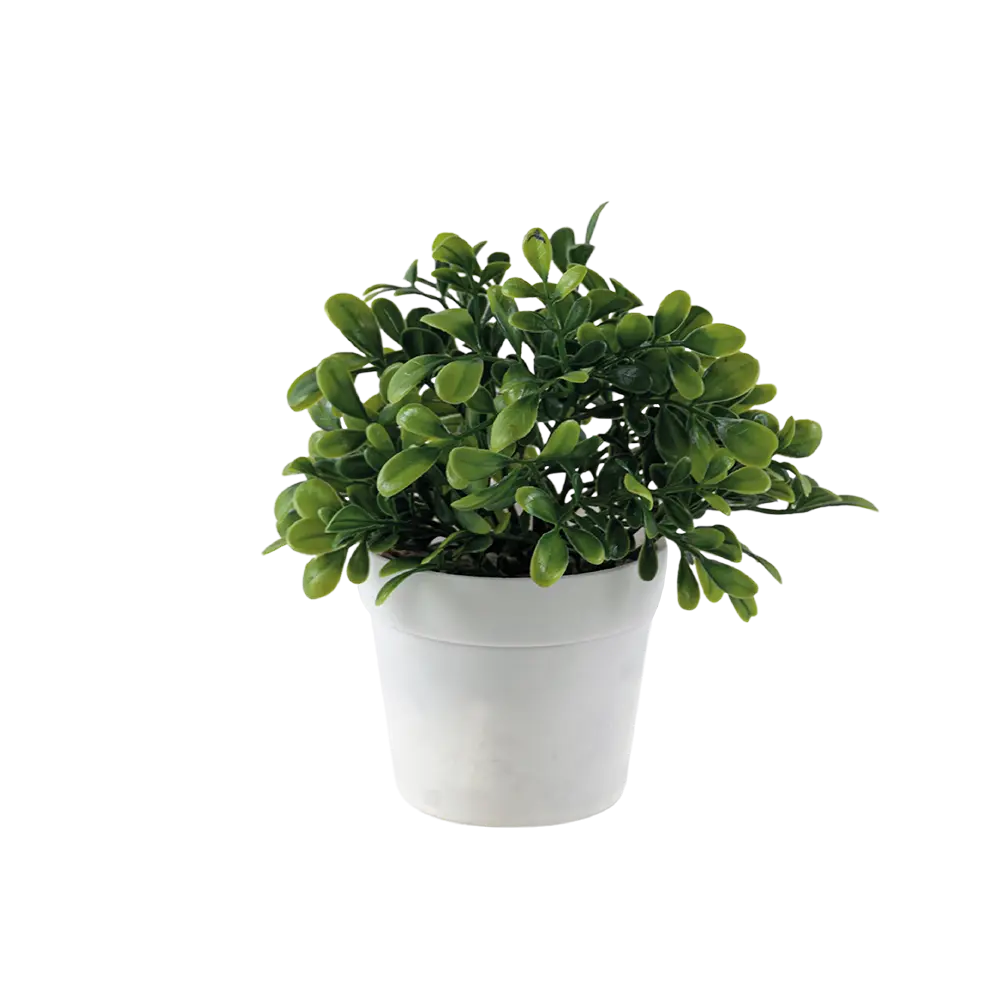 Eva Plant with White Vase – Freeshop